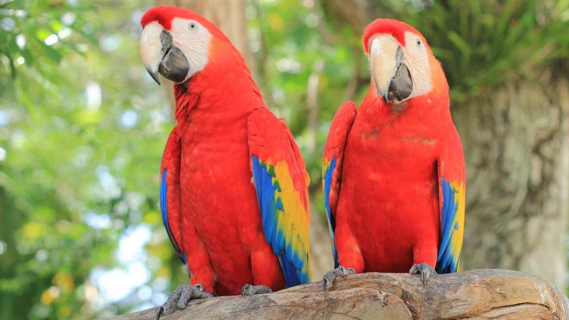 The call of our Macaws – The Belize Zoo