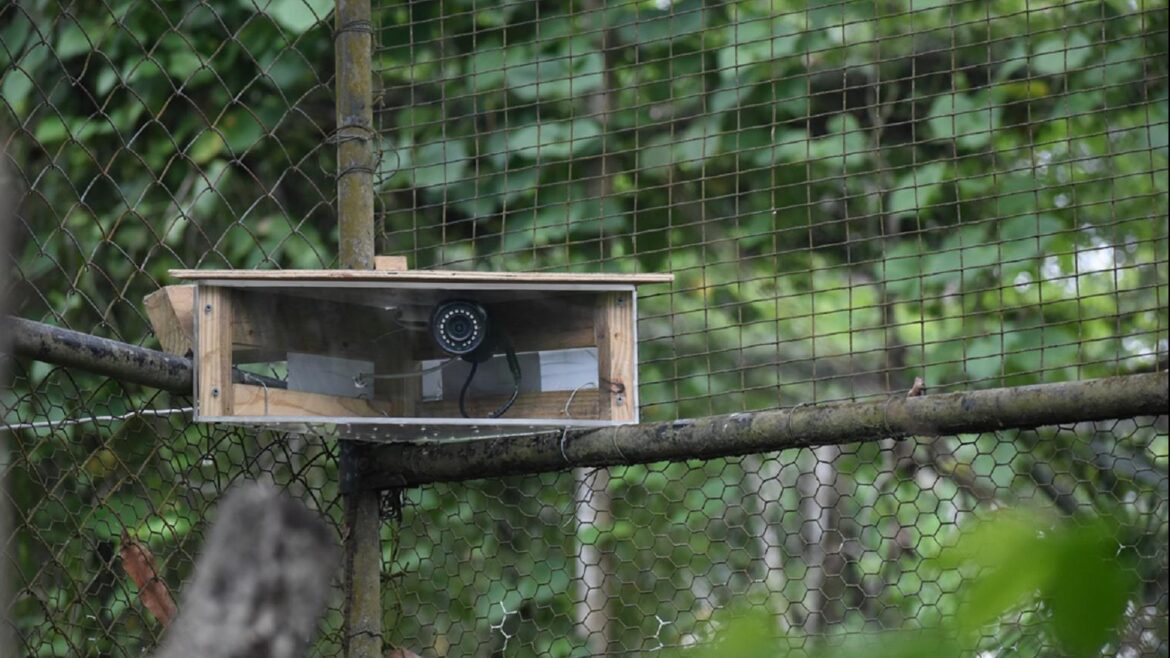 The Newsroom – The Belize Zoo