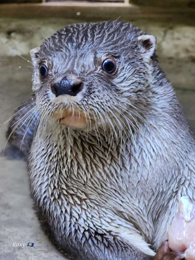Neotropical River Otter – The Belize Zoo